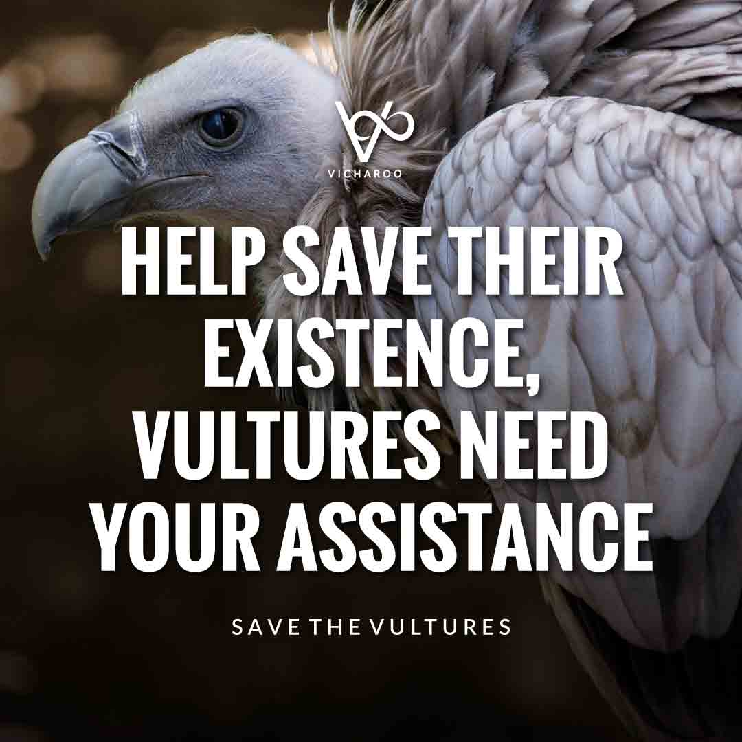 91+ Best Vulture Day Slogans, Quotes, Puns & Sayings – Vicharoo